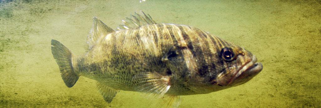 Best Bass Baits for Fishing Muddy Water – MONSTERBASS