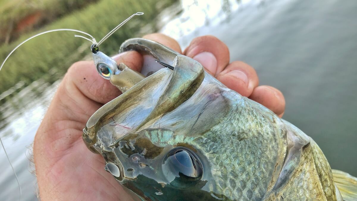 Swimbait Fishing Tips and Tricks for Beginners – MONSTERBASS