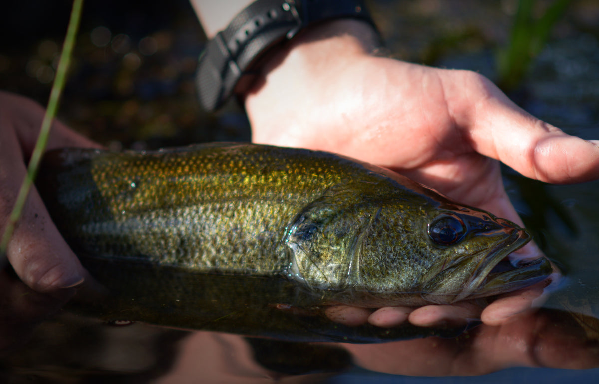 Winter Bass Fishing Tips – MONSTERBASS