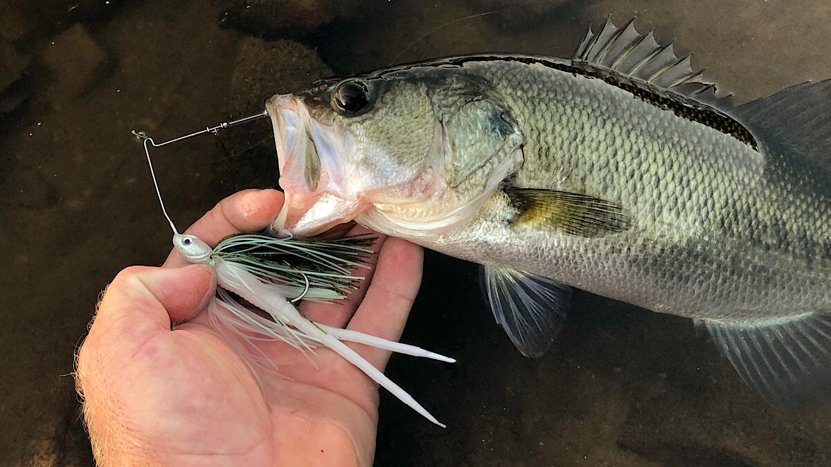 4 Ways to Make Your Spinnerbait Better – MONSTERBASS