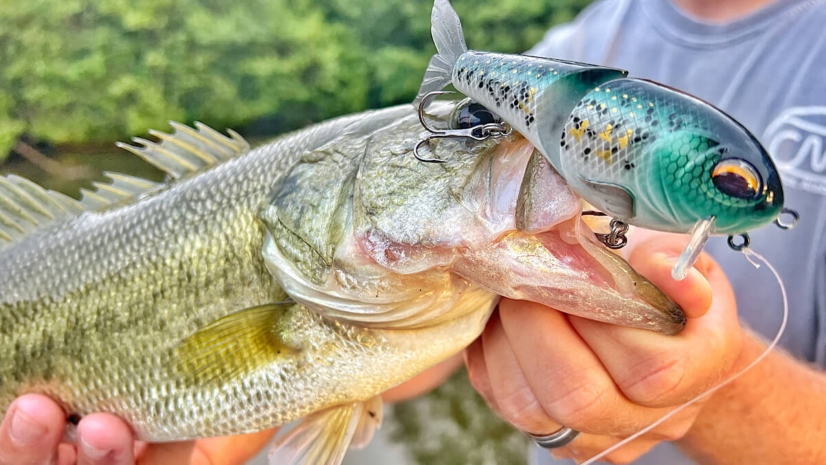 Wakebait 101 with Shaye Baker – MONSTERBASS