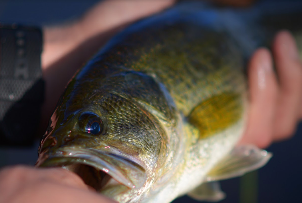 The 3 Best Places to Find Summer Bass – MONSTERBASS