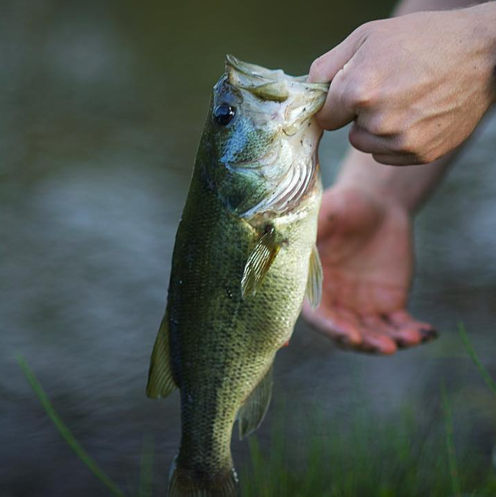 BASS FISHING BASICS 101: Where and How to Catch Bass – MONSTERBASS