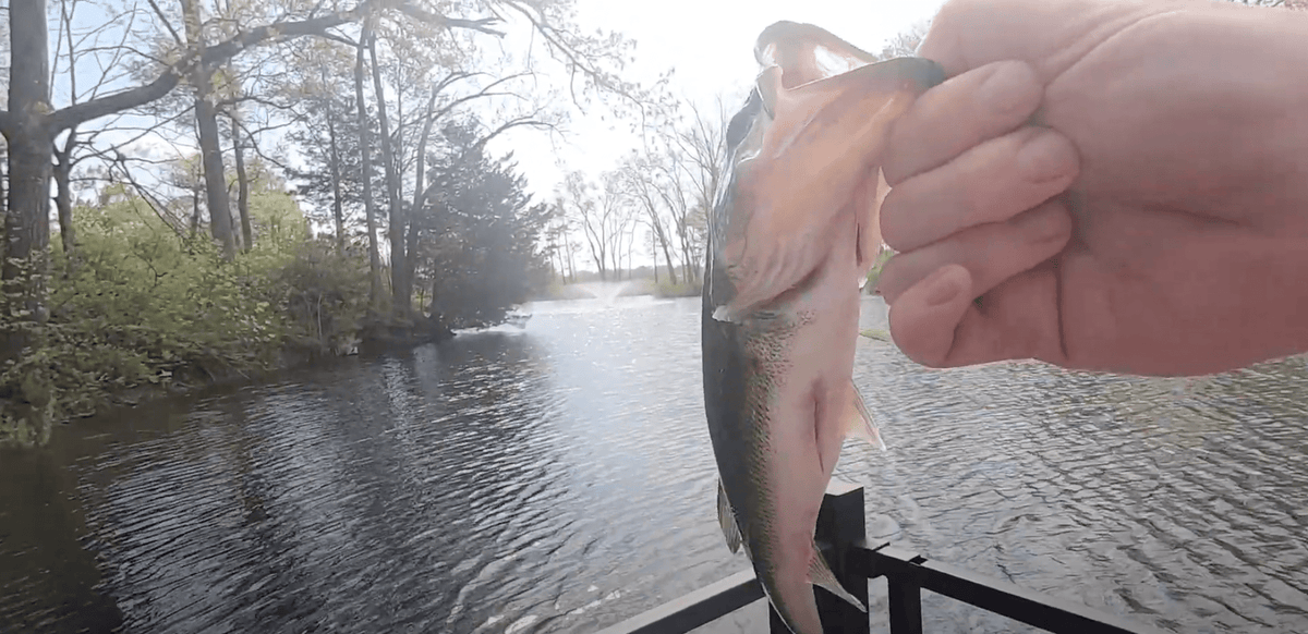 Tips on How to Fish a Lipless Crankbait – MONSTERBASS